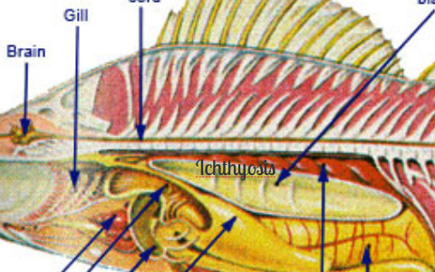Ichtyisos by Lola Mimiko on Prezi