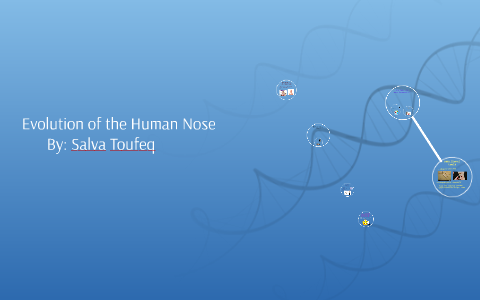 Evolution of the Human Nose by Salva Toufeq on Prezi