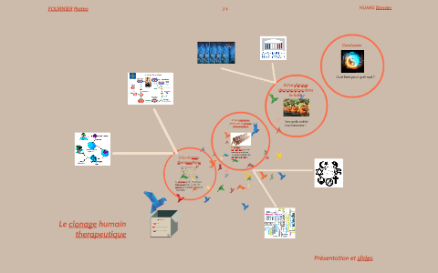 Le clonage humain therapeutique by Mateo Damien on Prezi