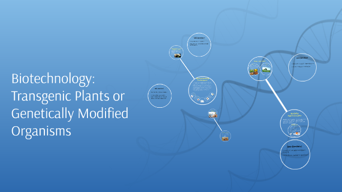 Biotechnology: Transgenic Plants or Genetically Modified Organism's by ...