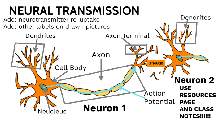 Neural Transmission by Sharon Xu on Prezi