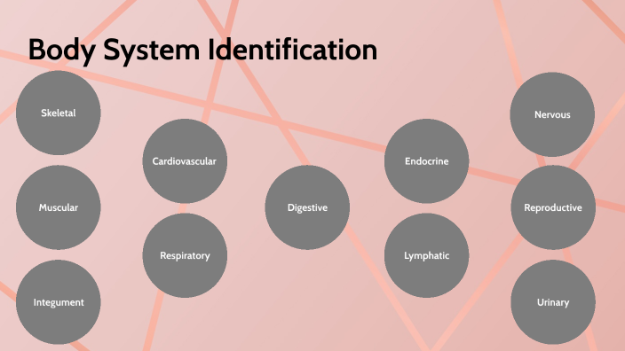Body System Identification by SIENNA SHEHEE [student] on Prezi