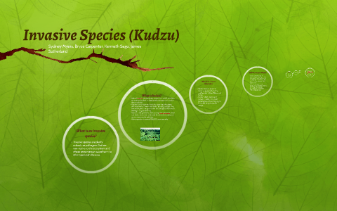 Invasive Species (kudzu) by Sydney Myers on Prezi