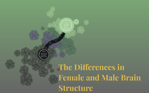 The Differences in Male and Female Brain Structure by Jed Himes on Prezi