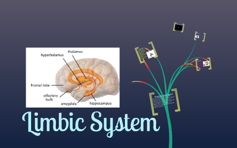 Limbic System- Brain Project by Carrie Sayers on Prezi