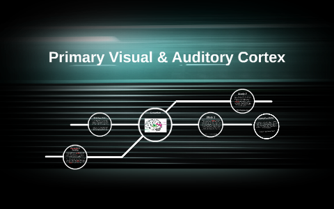 Primary Visual & Auditory Cortex by Kaitlynn Fenske on Prezi