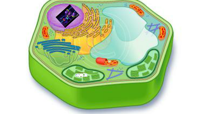 Plantecelle by Geir V on Prezi