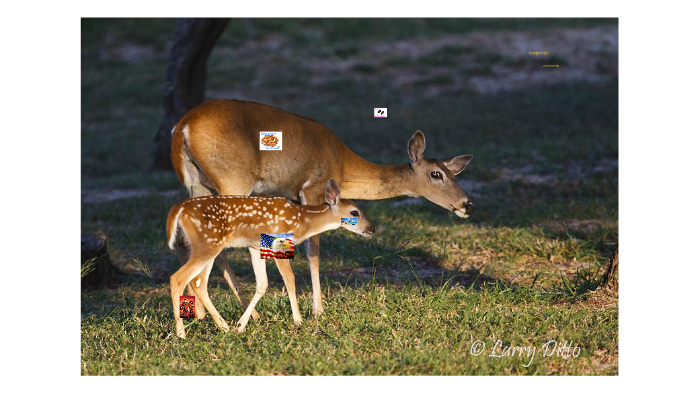 The Case of the Missing Deer by Tina Baker on Prezi