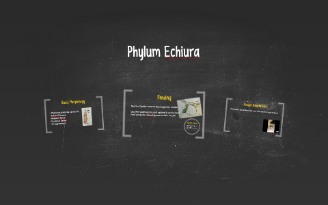 Phylum Echiura by Hannah Akhimiemona on Prezi