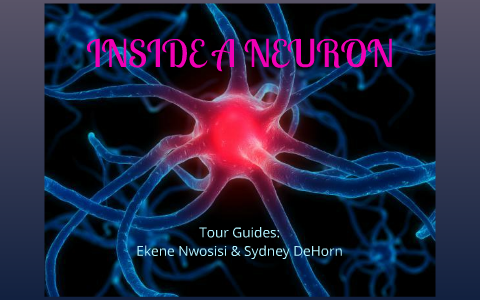Inside A Neuron by E. N. on Prezi
