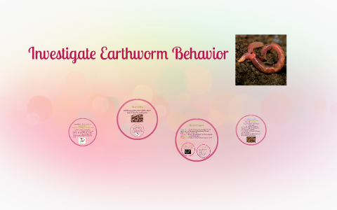 Investigate Earthworm Behavior by Mrs. Chaff on Prezi