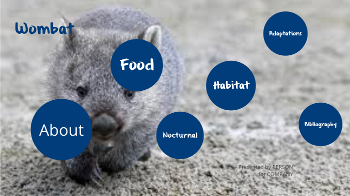 wombat by Jack Organ on Prezi