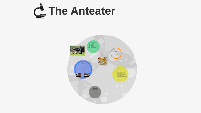 The Anteater by arthur xu on Prezi