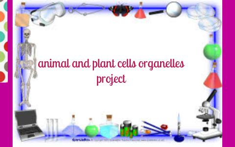 plant and animal cell organelles project by samantha Bernal on Prezi
