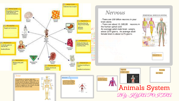 ANIMALS SYSTEMS by Kyra Poitra on Prezi