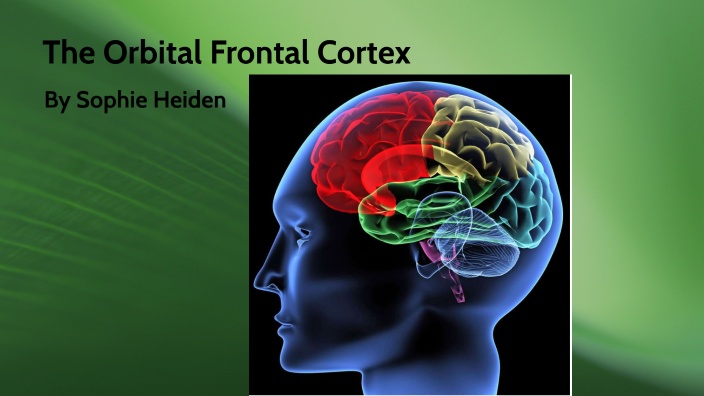 Orbital Frontal Cortex by Sophia Heiden on Prezi