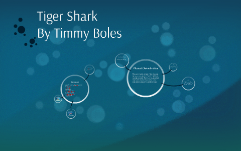 Tiger Shark by Timmy Boles on Prezi