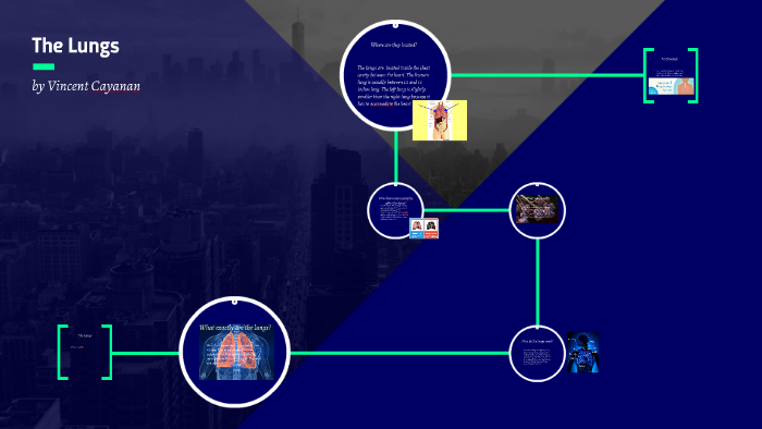 The Lungs by vincent cayanan on Prezi