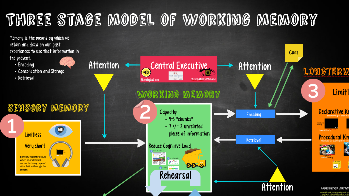Three Stage Model of Working Memory by Jessica Kilday on Prezi