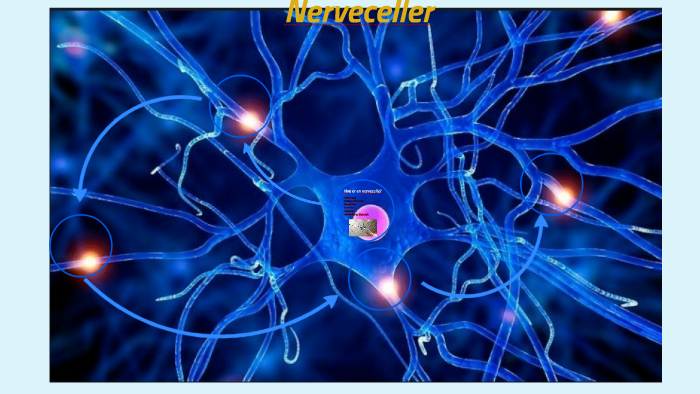 Nerveceller by Emilia Seljelv on Prezi