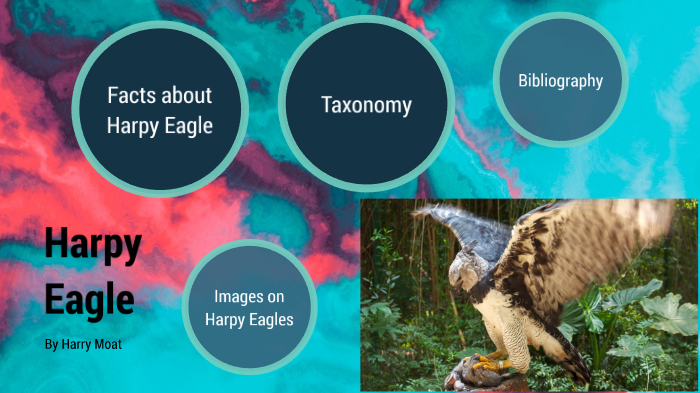 Harpy Eagle Project - HARRY by Harry Moat on Prezi