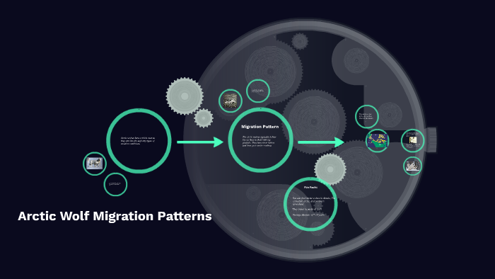 Arctic Wolf Migration Patterns by Amanda Kloster on Prezi