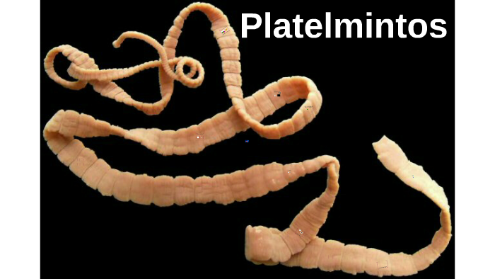 Platelmintos by Nadu Wunder