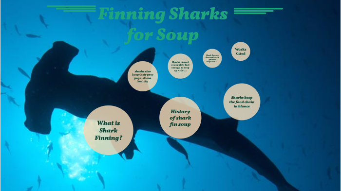 Finning Sharks for Soup by Callie Reid on Prezi