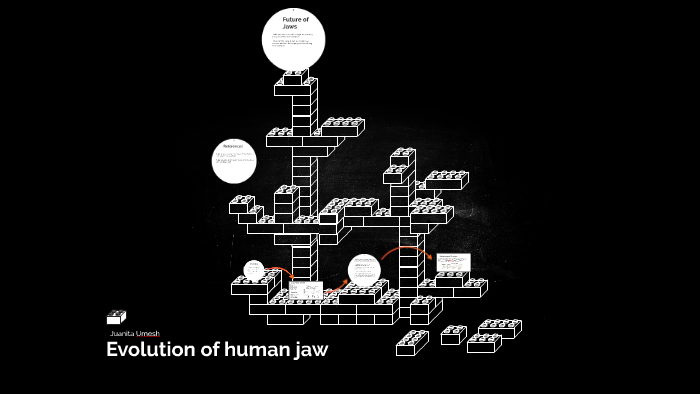 Evolution of human jaw by Juanita Xavier