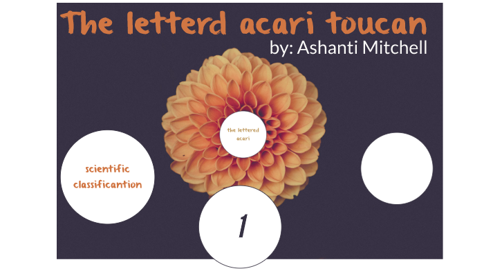 the lettered acari toucan by ashanti mitchell on Prezi