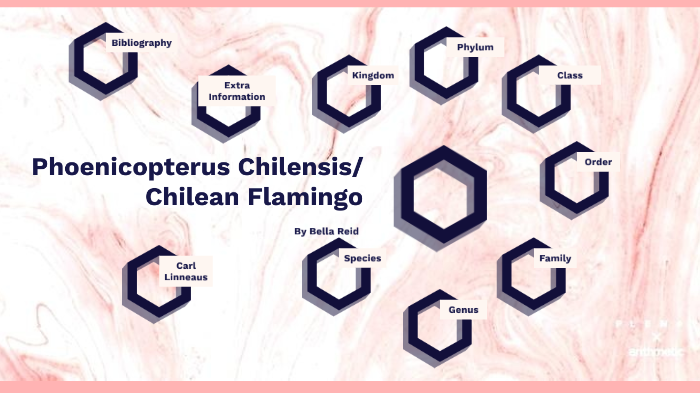 Classification of the Phoenicopteridae/Flamingo by Bella Reid on Prezi