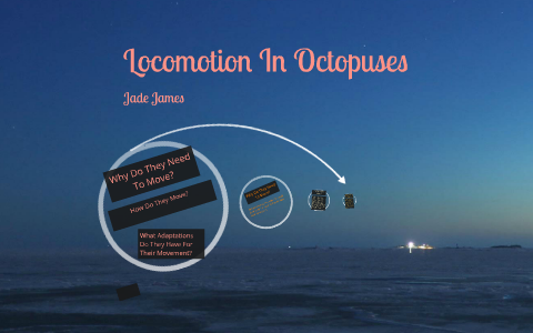Locomotion In Octopuses by on Prezi