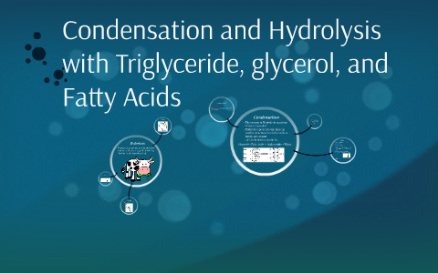 Condensation and Hydrolysis with Triglyceride, glycerol, and by Wendy ...
