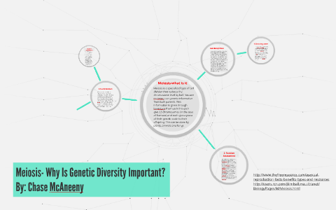 Meiosis- Why Is Genetic Diversity Important? by chase mcaneeny on Prezi