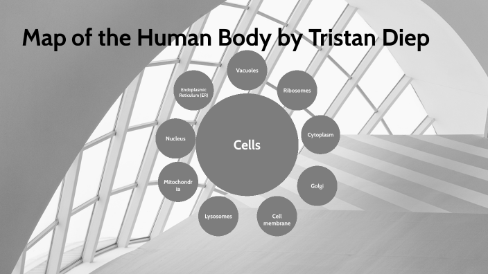 Map of the Human Body by Tristan Diep by Tristan Diep on Prezi