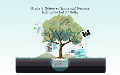 Grade 6 Science: Trees and Forests by Jami Wiebe on Prezi