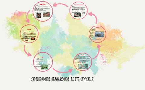 Chinook salmon life cycle by sydney stoothoff on Prezi