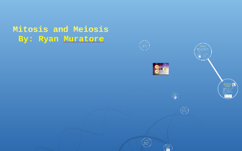 Mitosis and Meiosis by Ryan Muratore