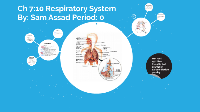 Ch 7:10 Respiratory System by Samantha Assad on Prezi
