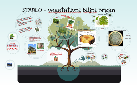 Građa stabla by Snežana Vasiljević on Prezi