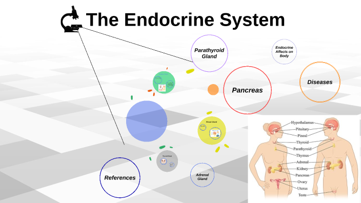 The Endocrine System by Jordyn Frees on Prezi