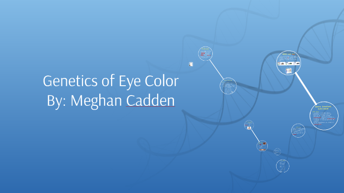 Genetics of Eye Color by Meghan Cadden on Prezi