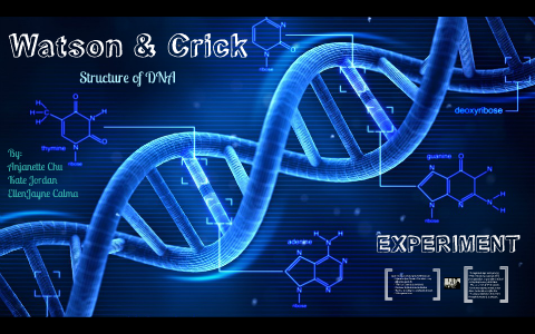Watson & Crick : DNA Structure by EllenJayne Calma