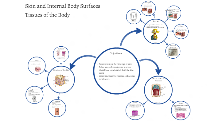 Skin and Internal Body Surfaces by