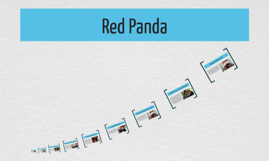 Red Panda by on Prezi