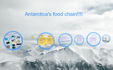 ANTARCTIC FOOD CHAIN by annabella way