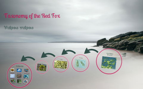Taxonomy of the Red Fox by Francesca Woodbridge on Prezi