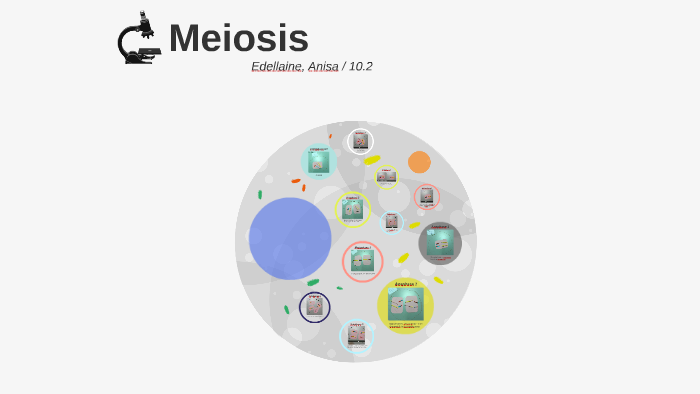 Meiosis by Anisa Anwar on Prezi