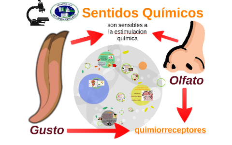 Sentidos Quimicos by male gonzalez on Prezi