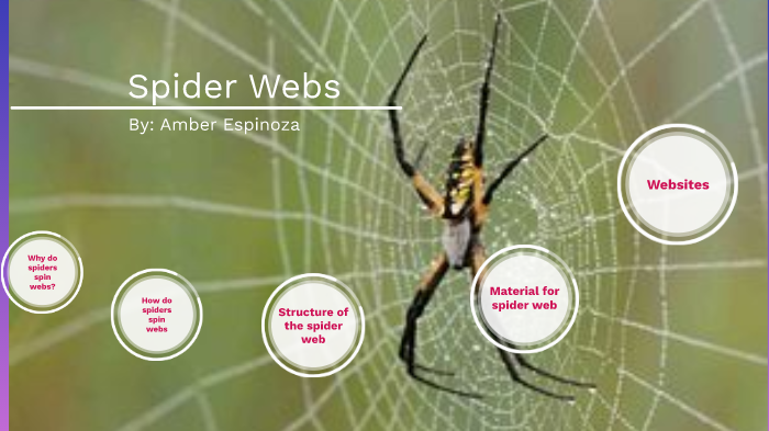 Spider Web Project by Amber Espinoza on Prezi